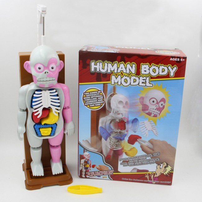 3D Puzzle Human Body Organ Model | Blue Tooth Mouse Tech